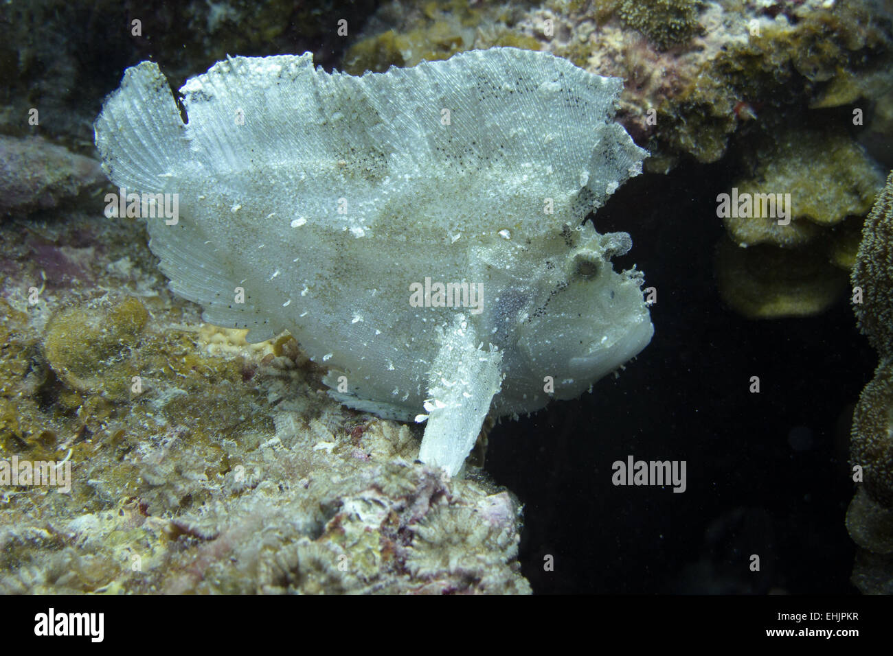 Fish leaf hi-res stock photography and images - Alamy