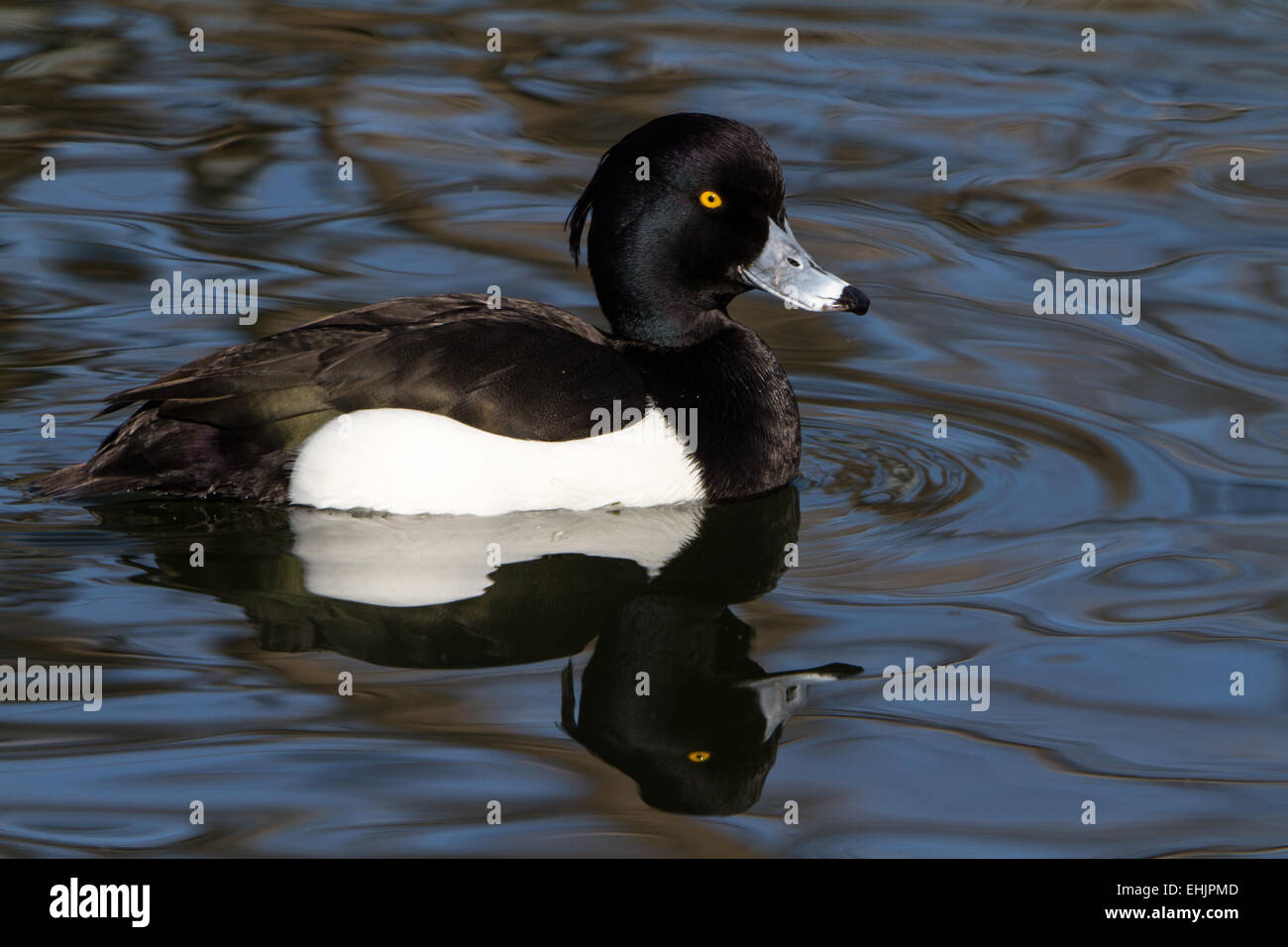Mirror duck hi-res stock photography and images - Alamy