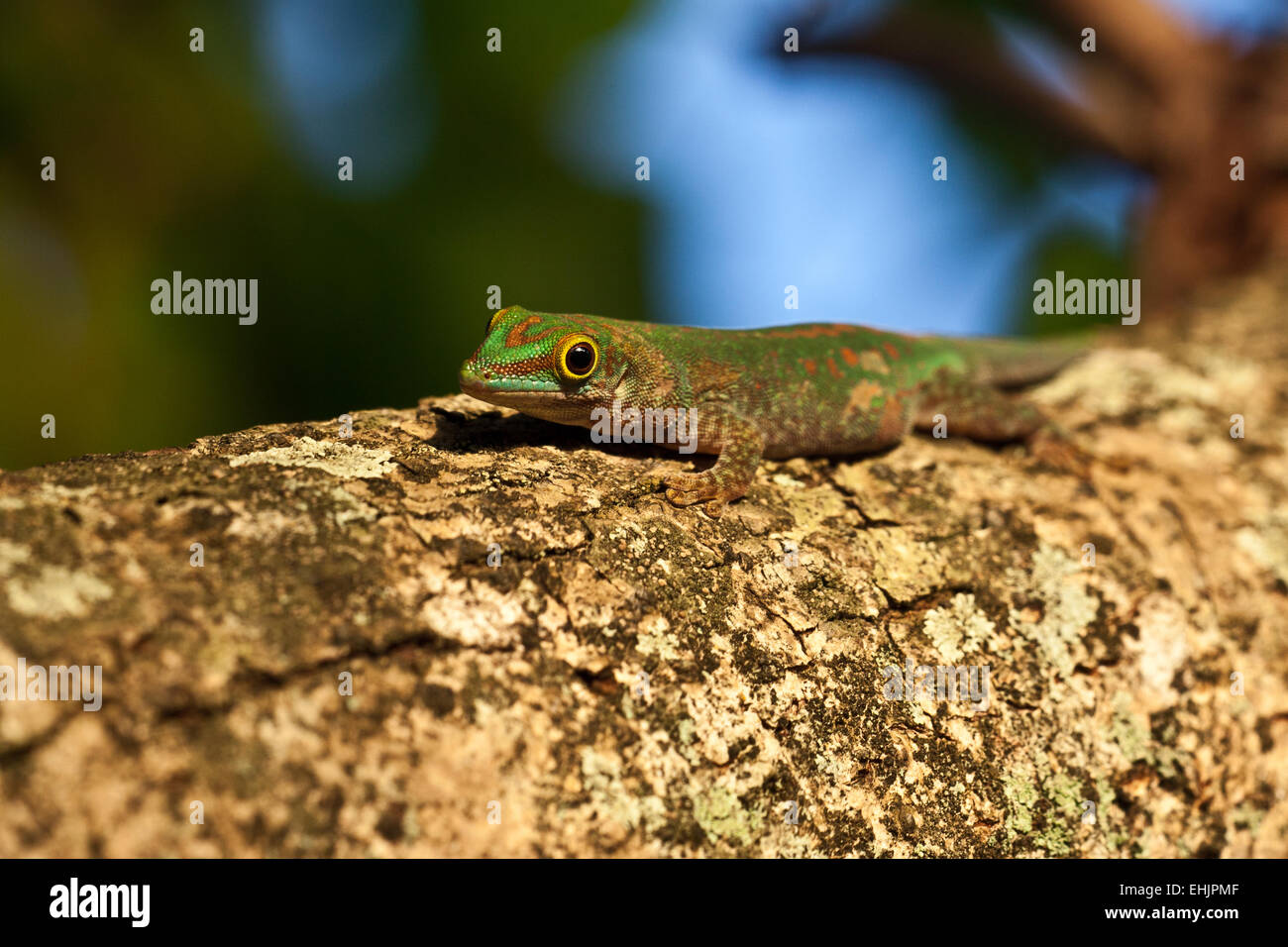 Mahé day gecko Stock Photo - Alamy