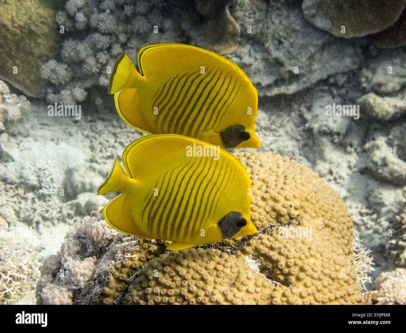 Pair of bluecheek butterflyfish Stock Photo - Alamy