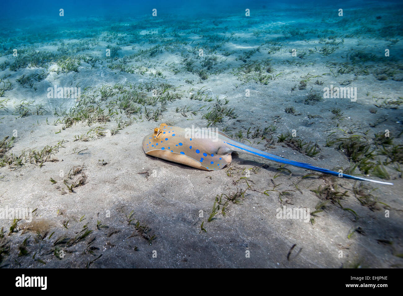 Bluespotted ribbontail ray Stock Photo - Alamy