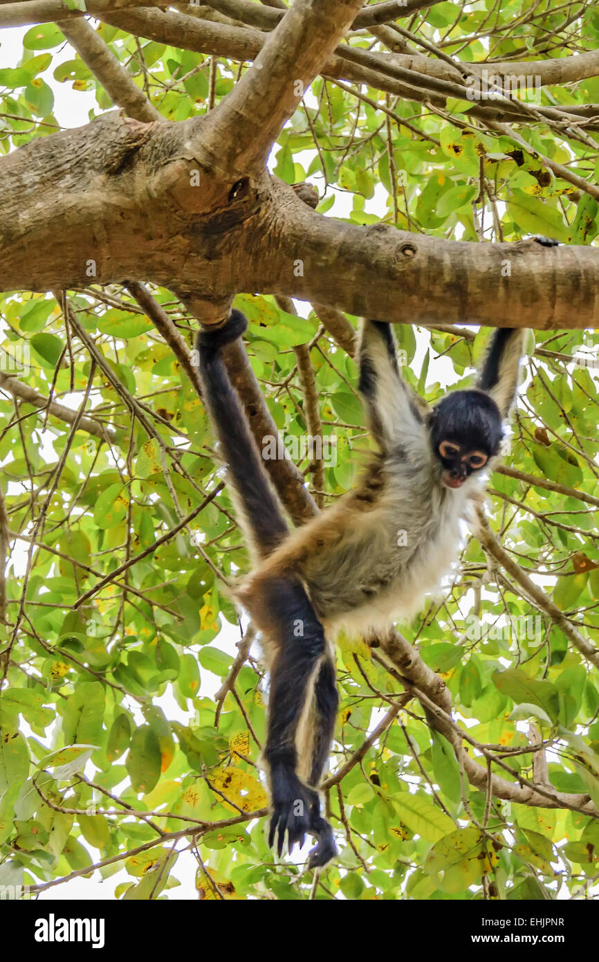 Spider Monkey (Atelidae) Yucatan Mexico Stock Photo - Alamy