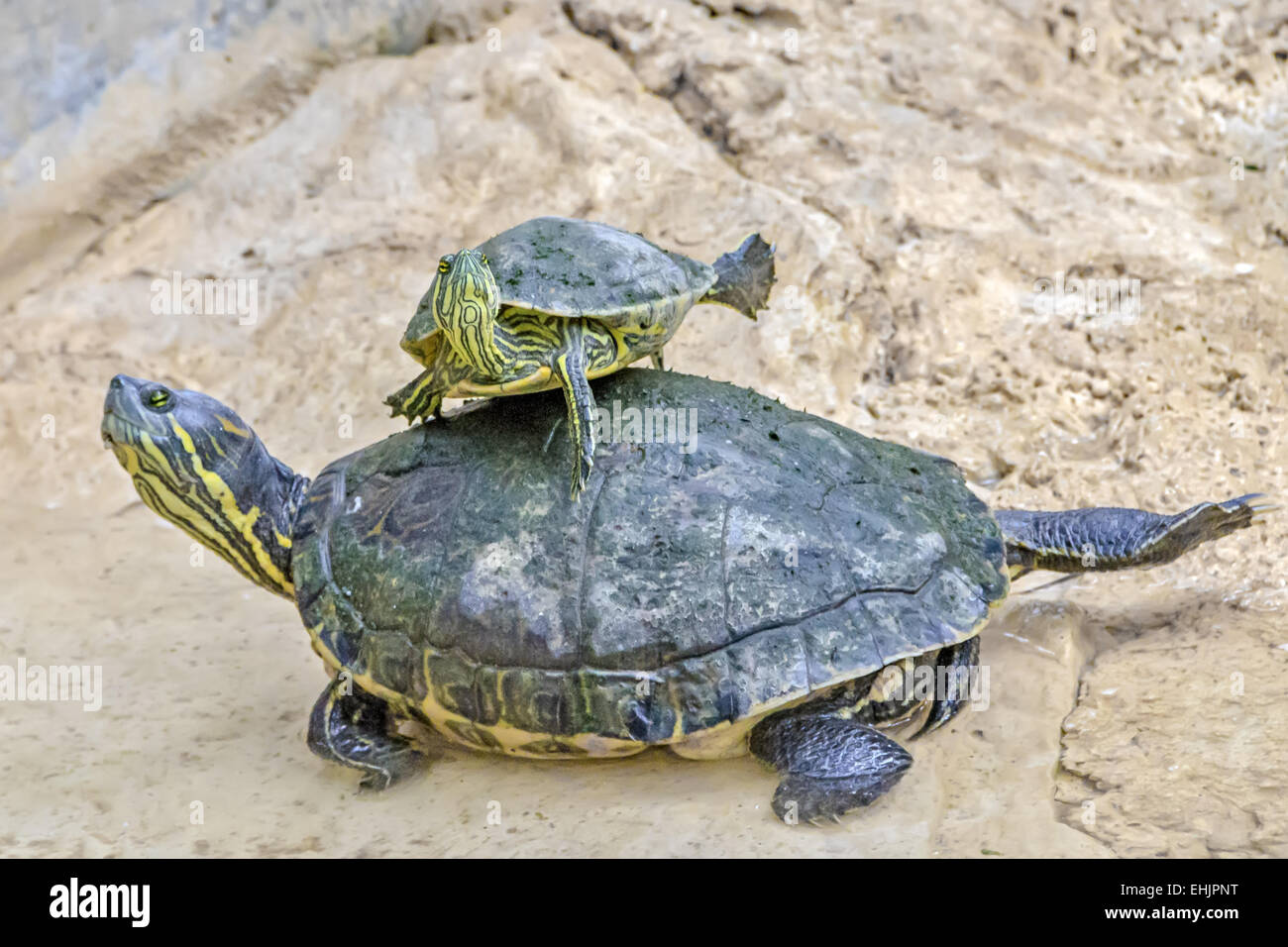 Terrapins (Trachemys scripta) Yucatan Mexico Stock Photo - Alamy