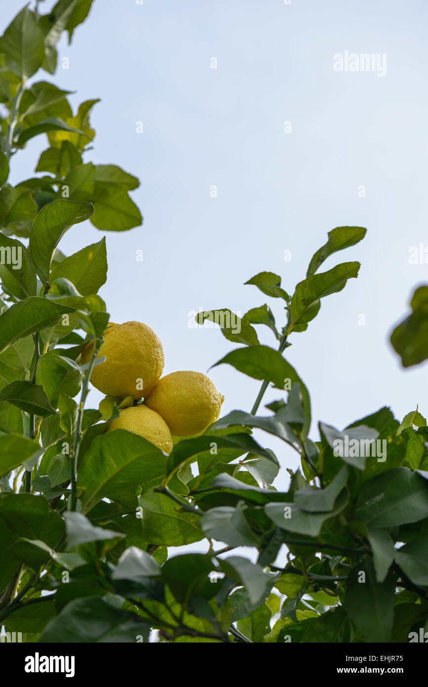 Lemon tree hi-res stock photography and images - Alamy