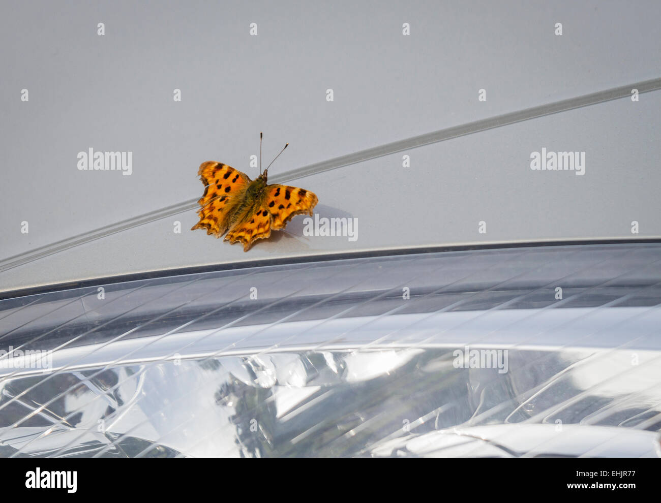 Butterfly on car hi-res stock photography and images - Alamy