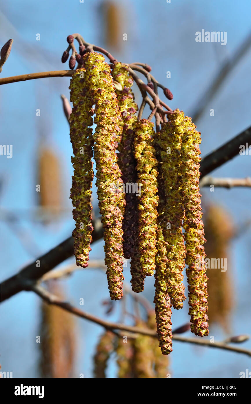 Close up young alder tree hi-res stock photography and images - Alamy