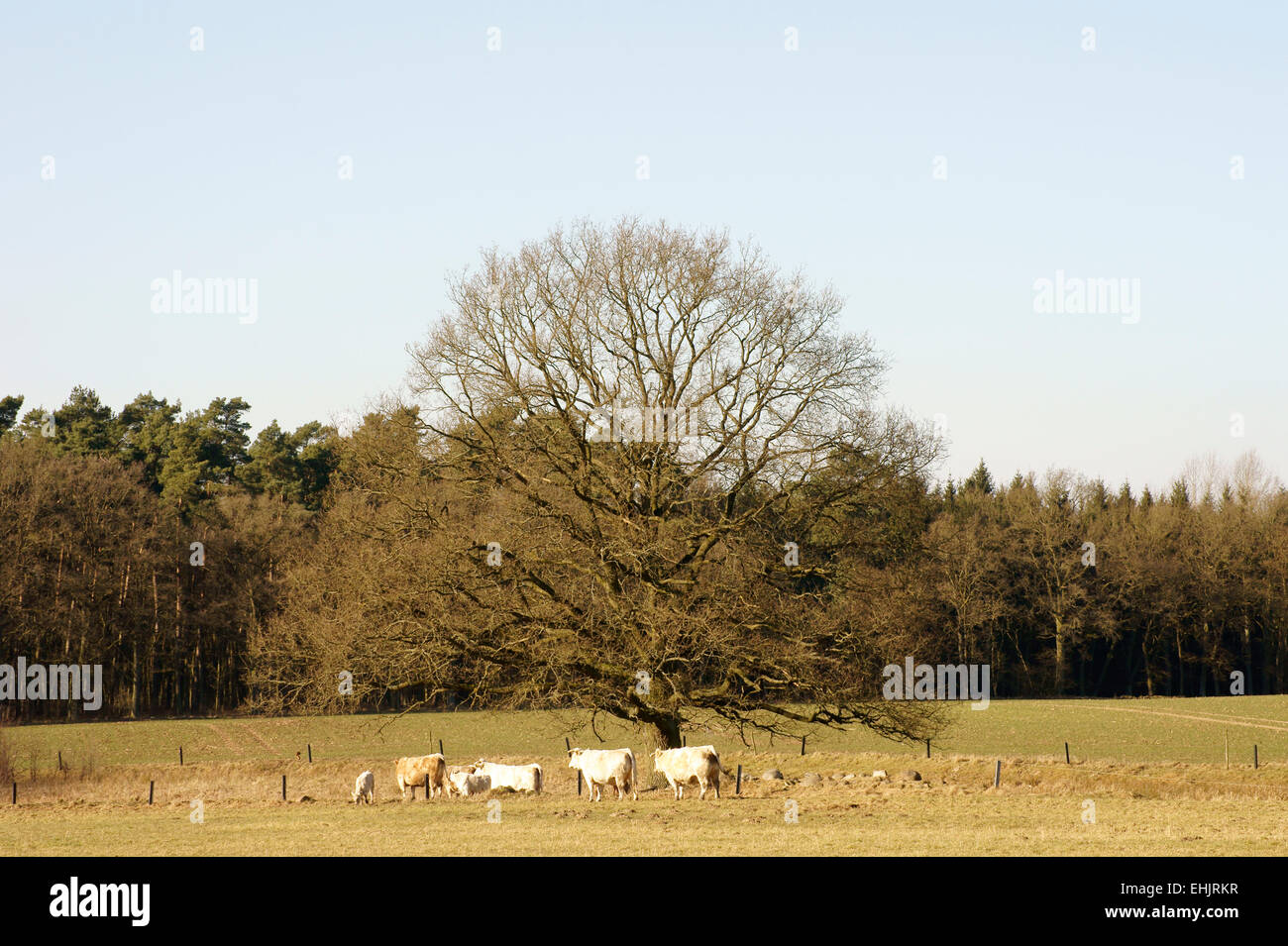 Cows under the oak Stock Photo - Alamy