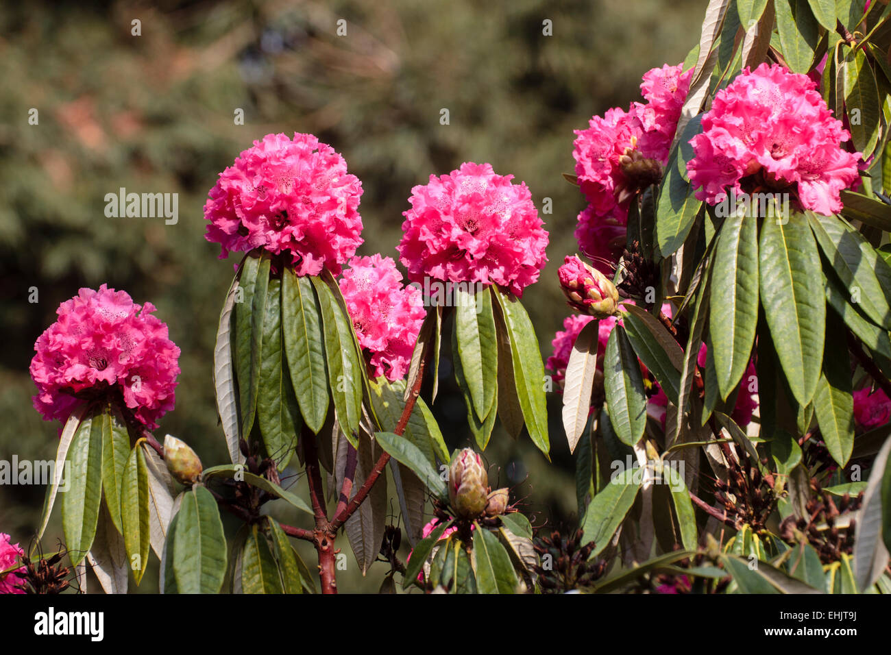 A pink form of the giant evergreen tree rhododendron, Rhododendron ...