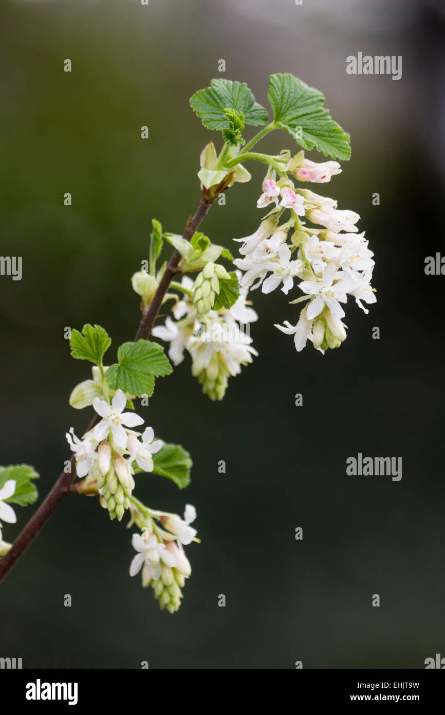 Ribes elkington's white hi-res stock photography and images - Alamy