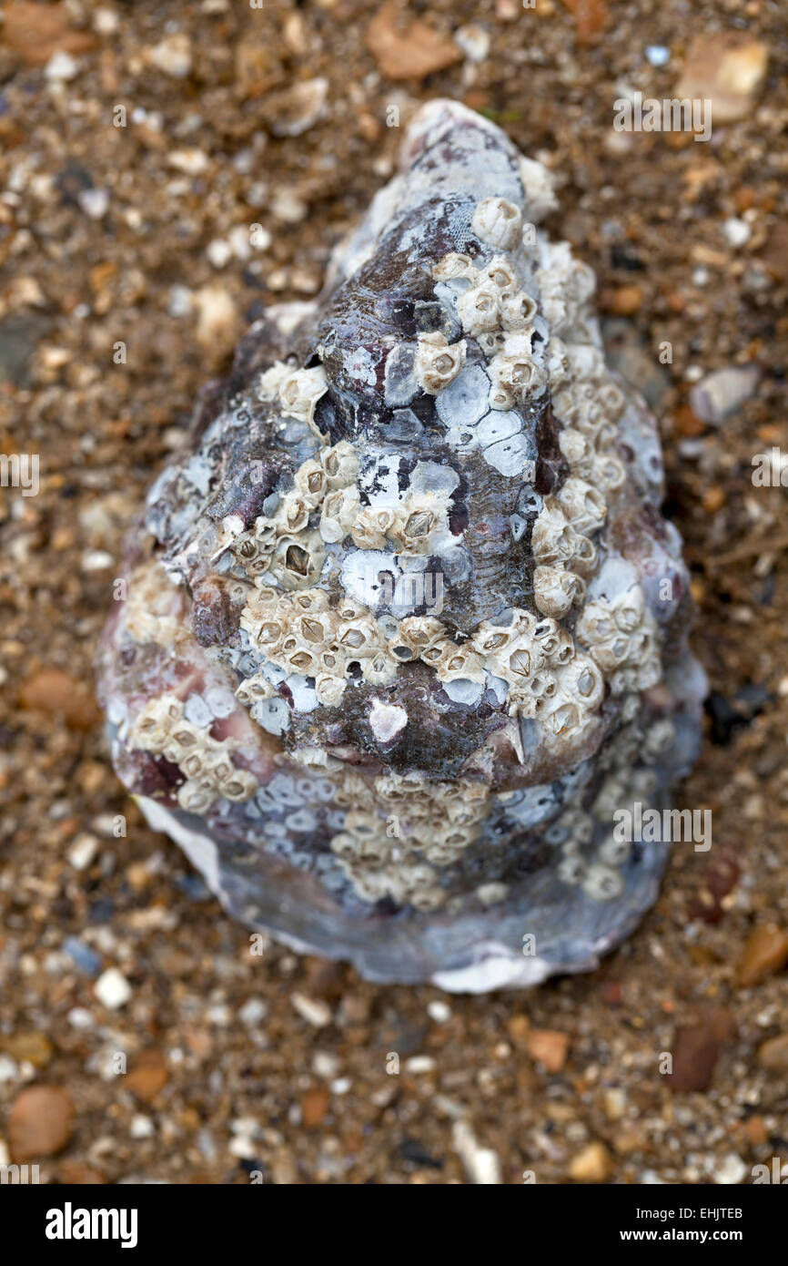 Seaside oyster shells hi-res stock photography and images - Alamy