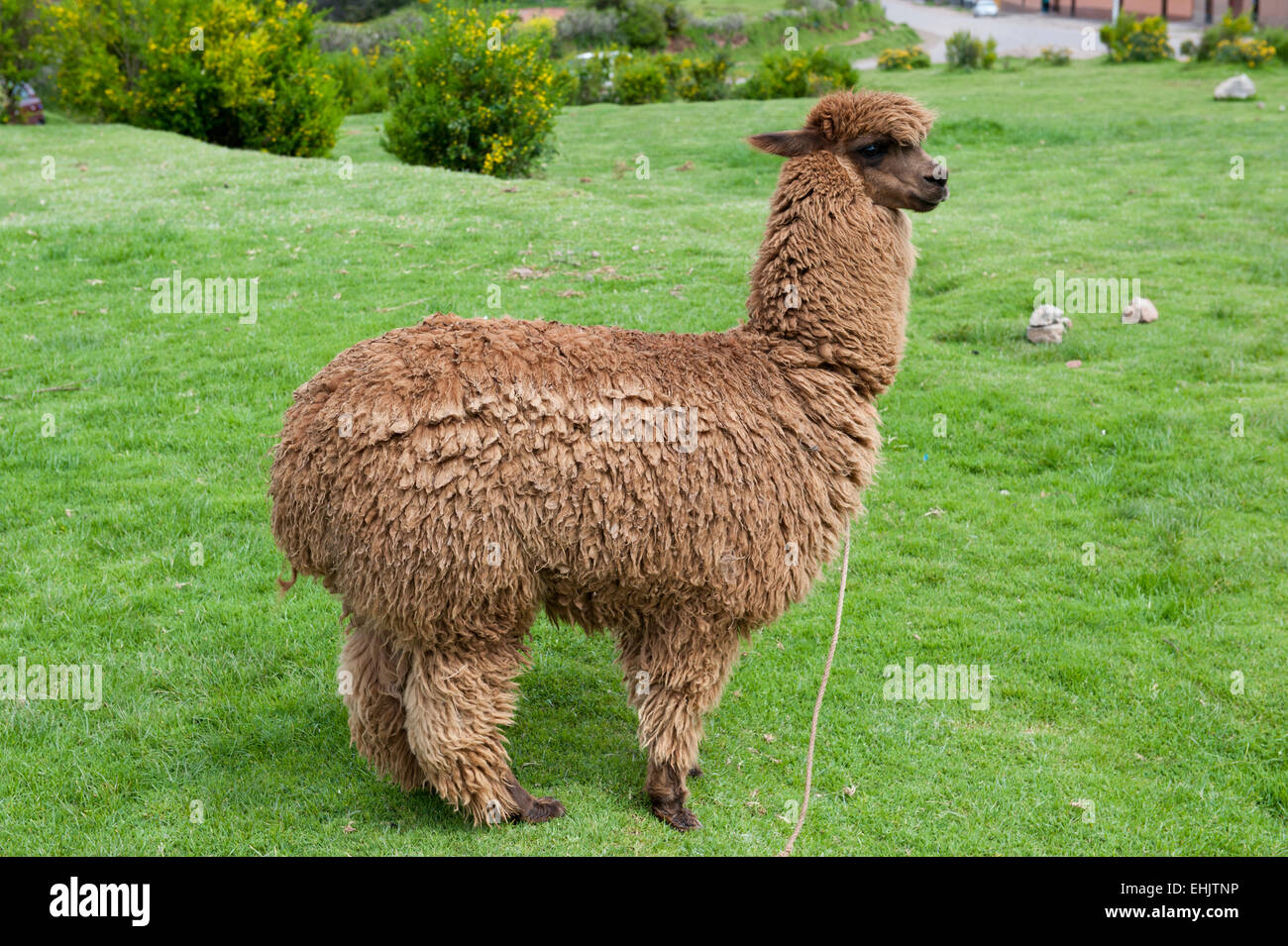 view of an alpaca Stock Photo - Alamy