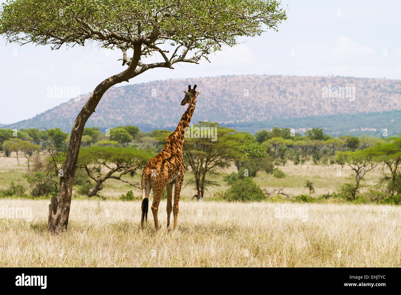 Giraffe standing under a tree and rests in the shadow. Photography from ...