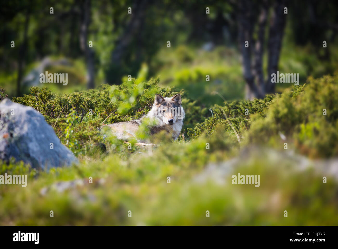 One wolf laying and rests in a norwegian summer forest Stock Photo - Alamy