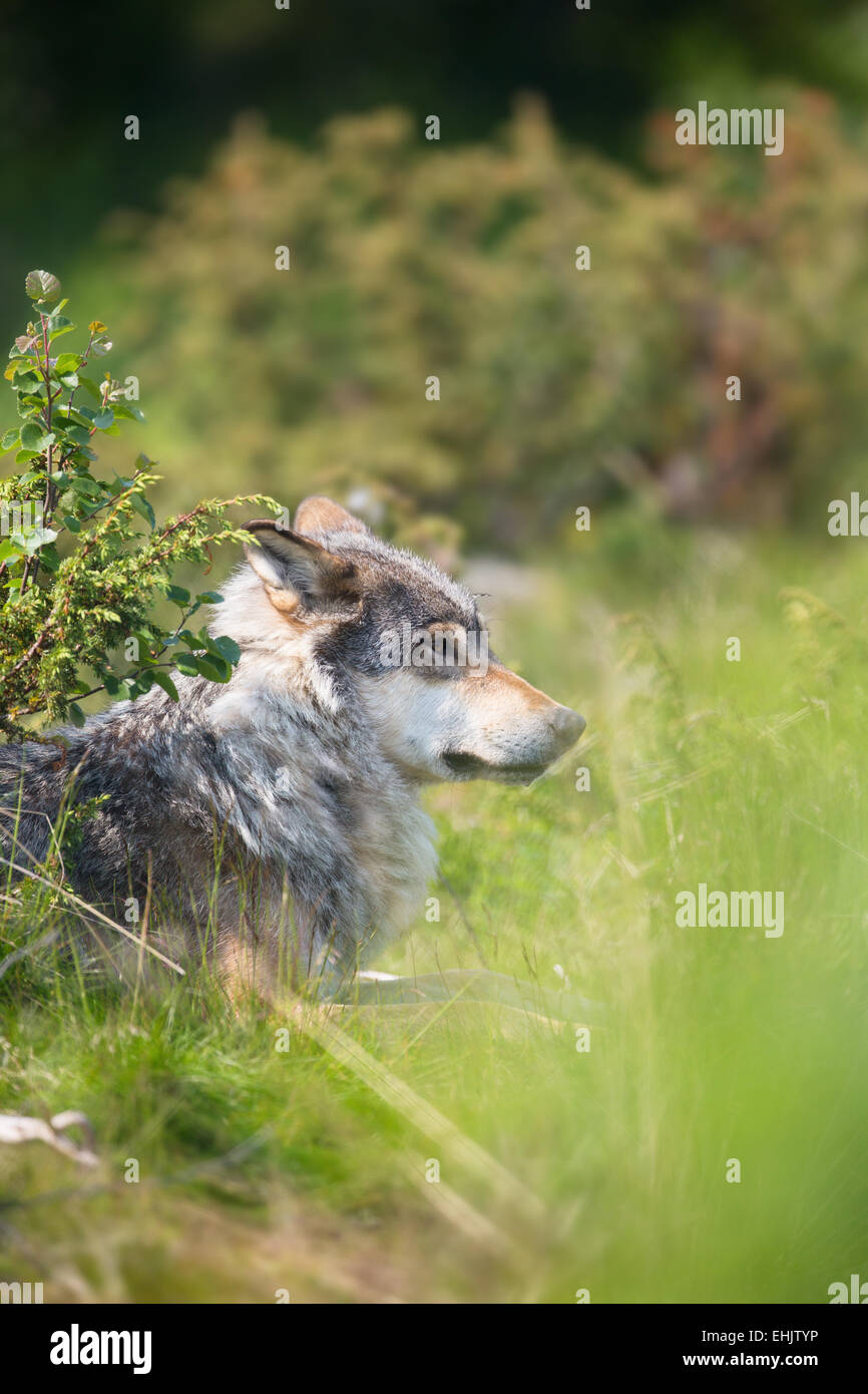 Close up of a wolf in the norwegian summer forest Stock Photo - Alamy