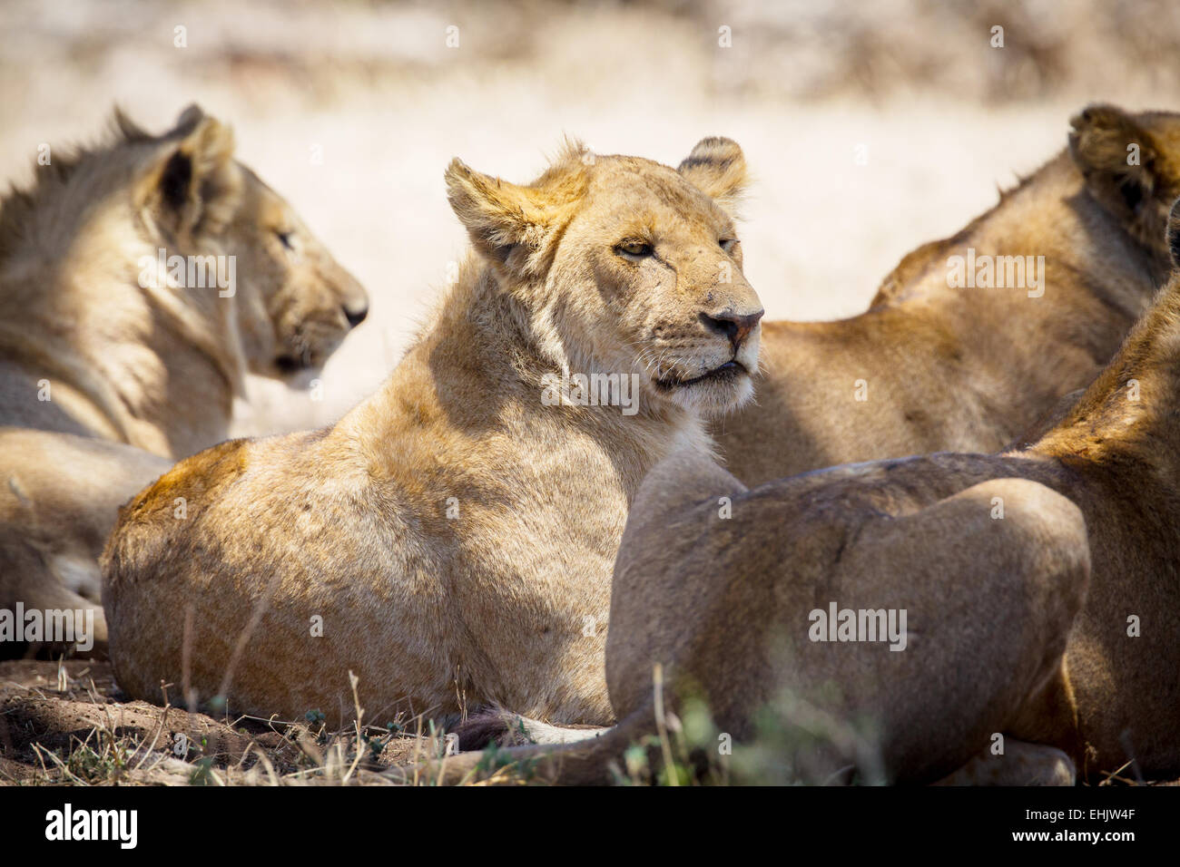 Young male lion resting under a tree with his pride Stock Photo - Alamy