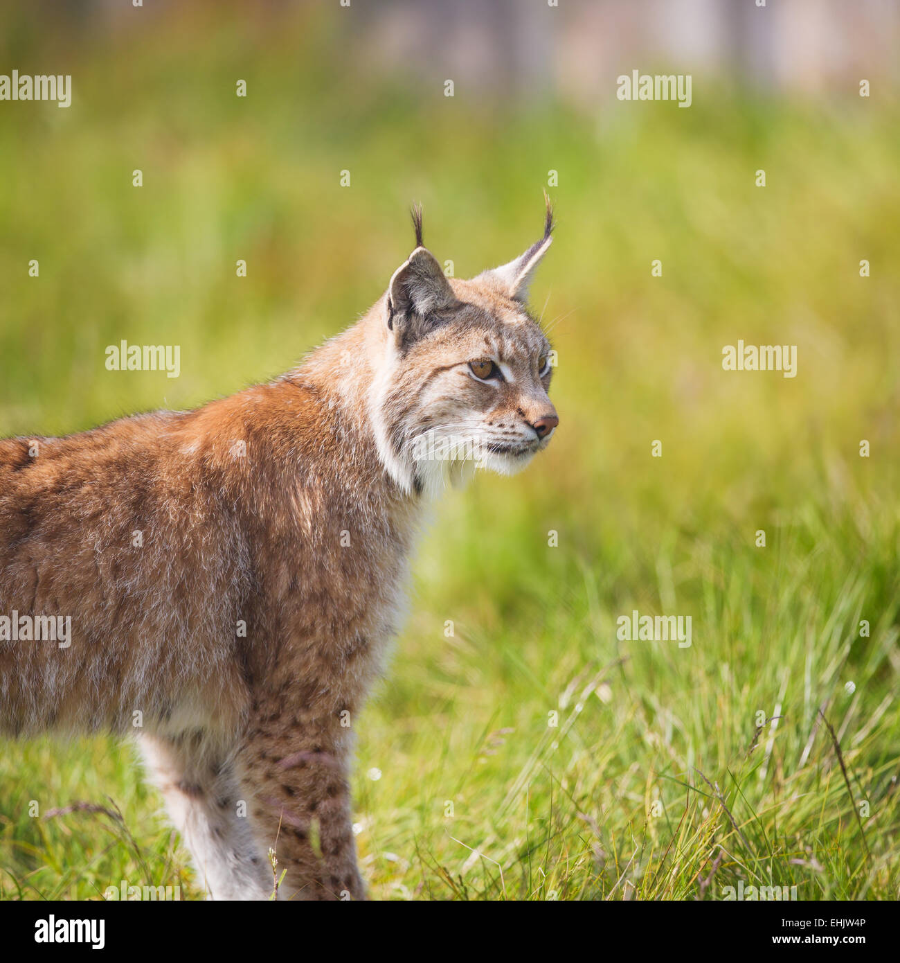 Wildcat walking hi-res stock photography and images - Alamy
