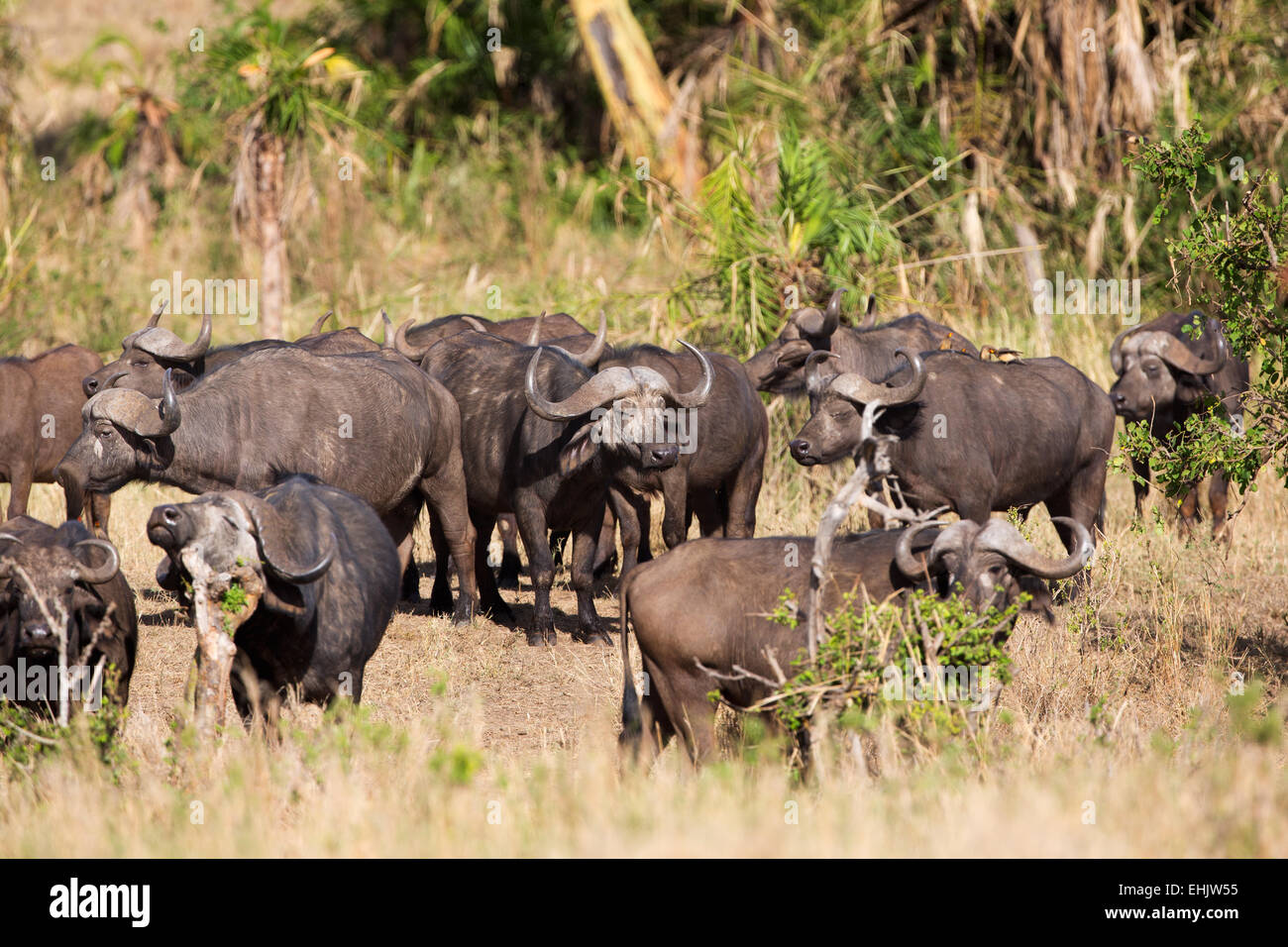 Large group african buffaloes hi-res stock photography and images - Alamy