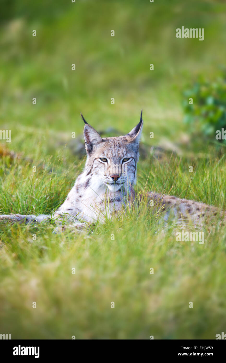 Lynx ears hi-res stock photography and images - Alamy