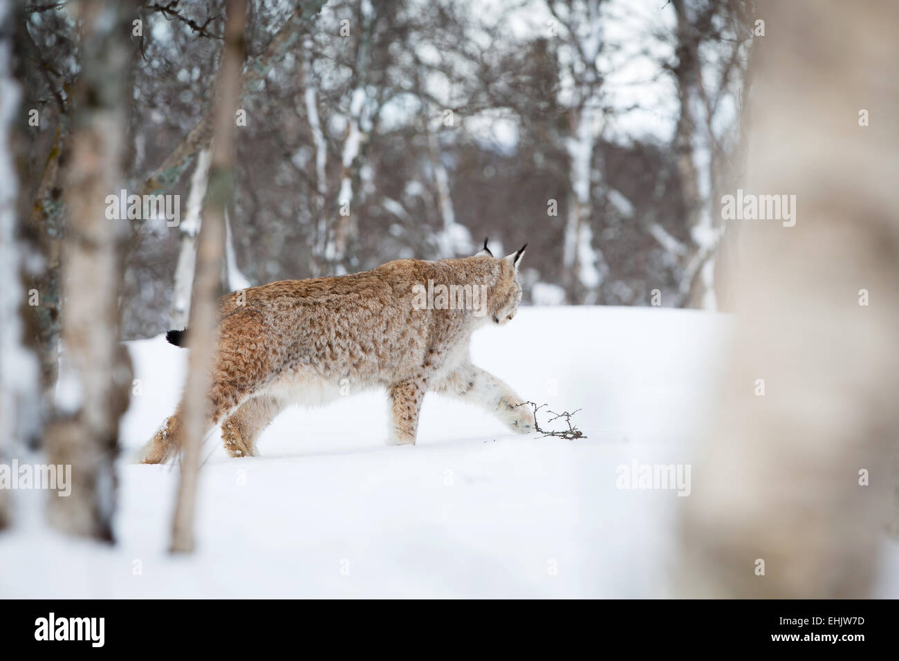 A european lynx in the forrest. Cold winter, February, Norway Stock ...