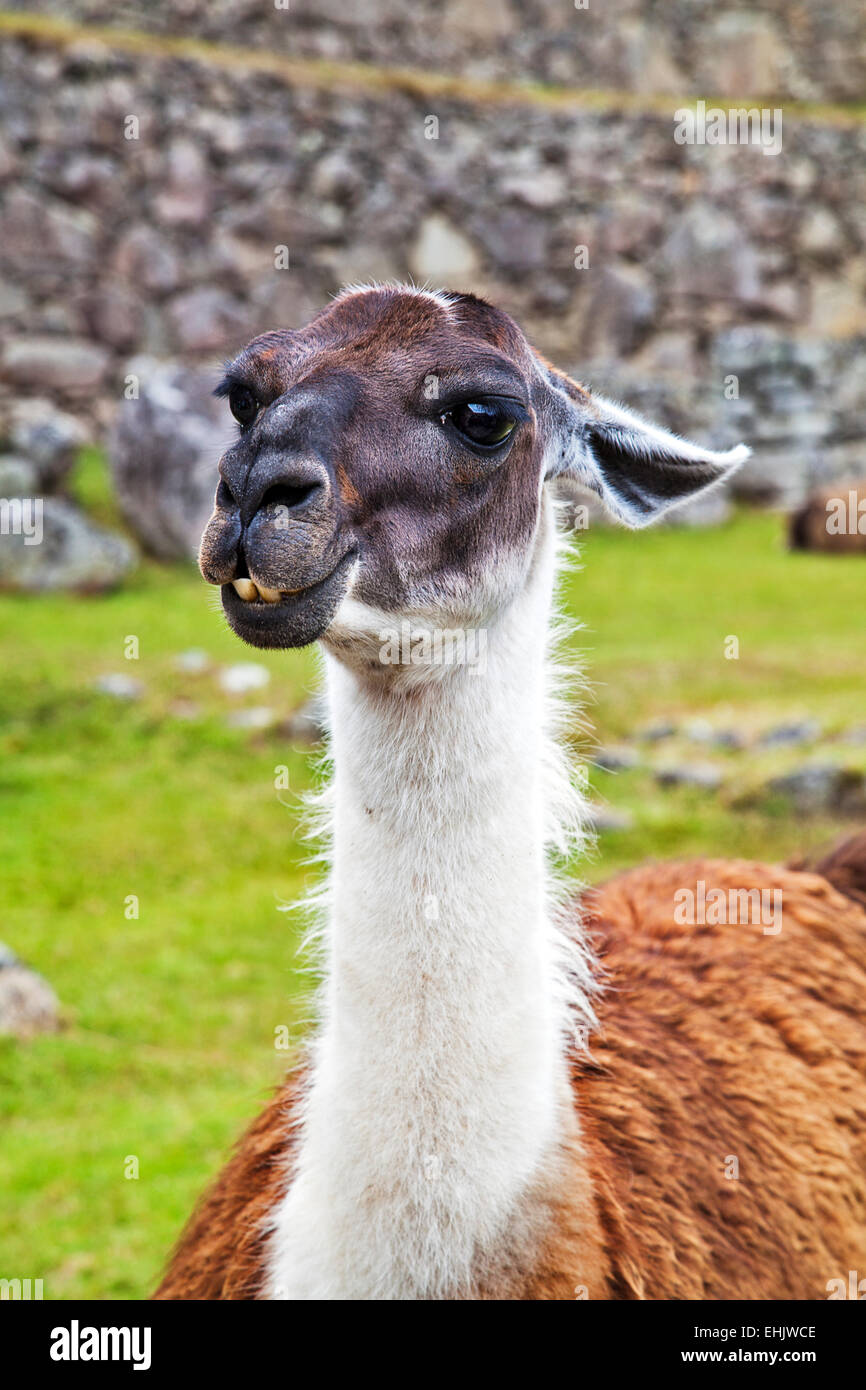 Built as a summer palace for the Inca royal Pachacuti, Machu Picchu is ...