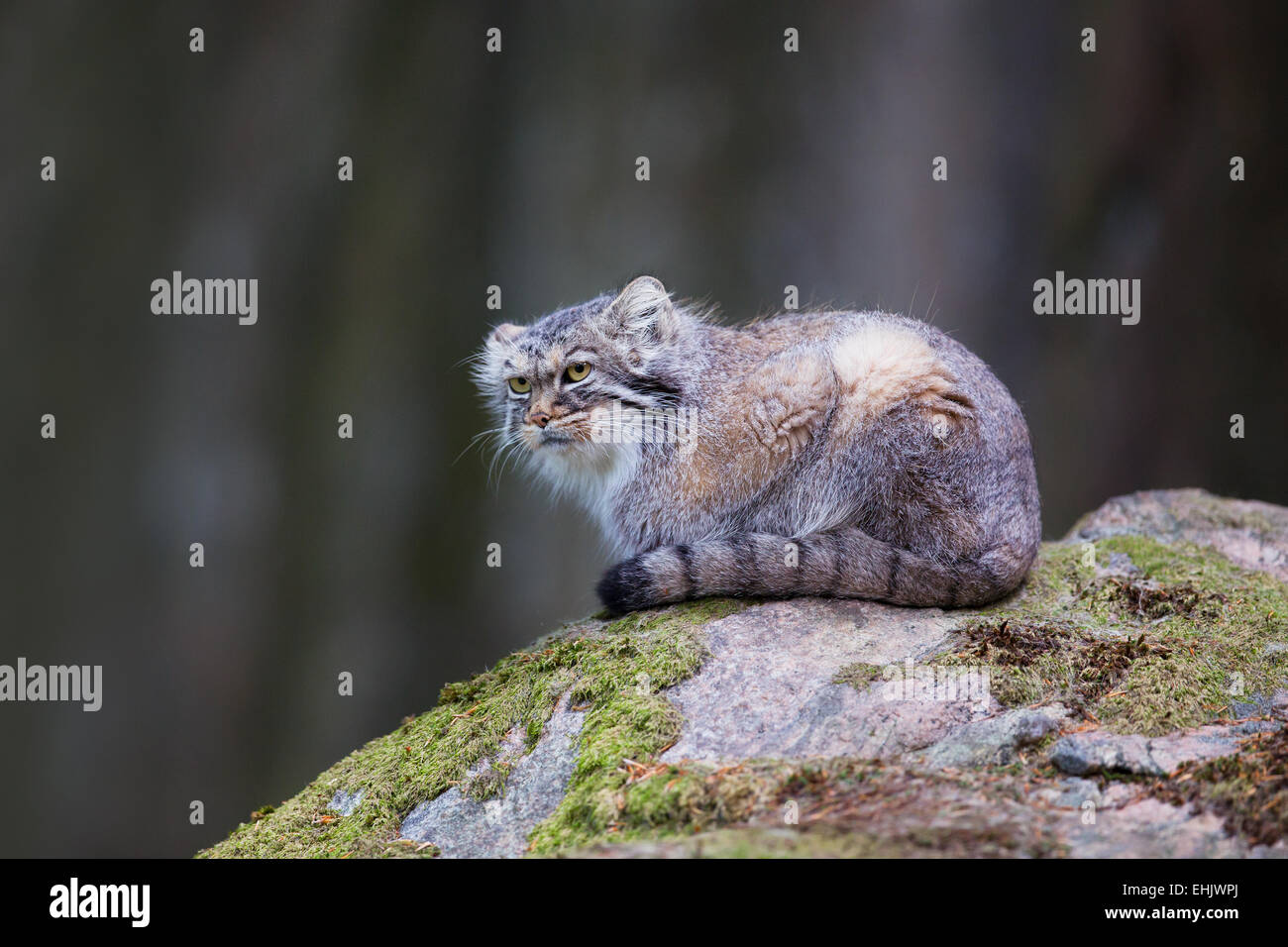 Pallas´s cat, or manul, lives in the cold and arid steppes of central ...