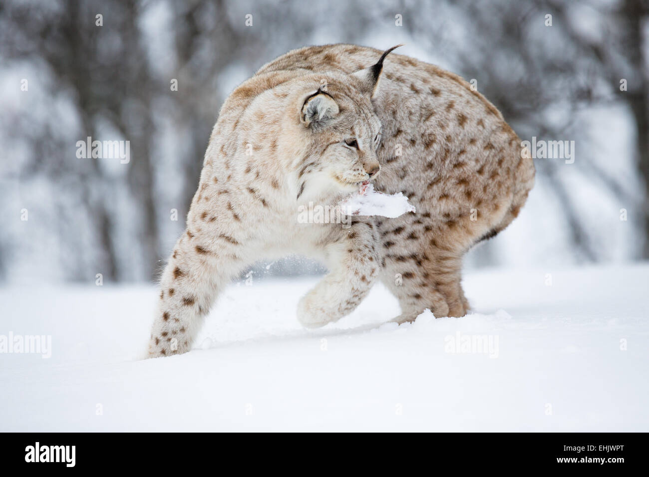 Lynx with foot in the mouth. February, Norway Stock Photo - Alamy
