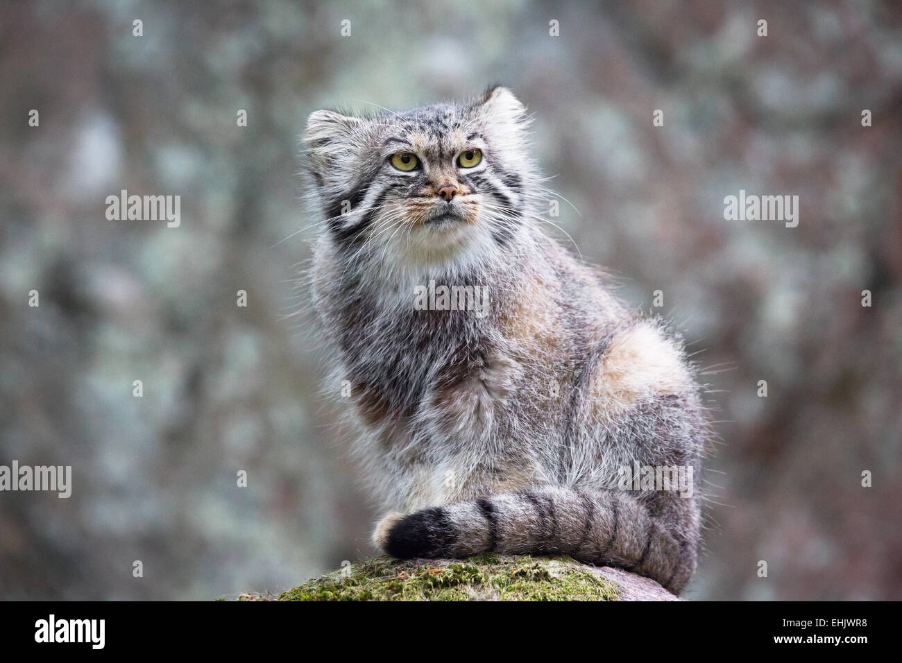 Pallas cat hi-res stock photography and images - Alamy