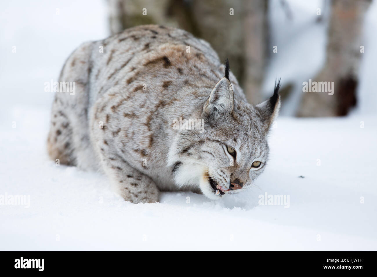 Lynx with foot in the mouth. February, Norway Stock Photo - Alamy
