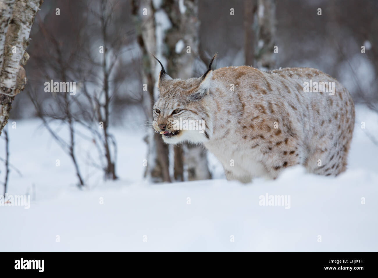 Lynx with foot in the mouth. February, Norway Stock Photo - Alamy