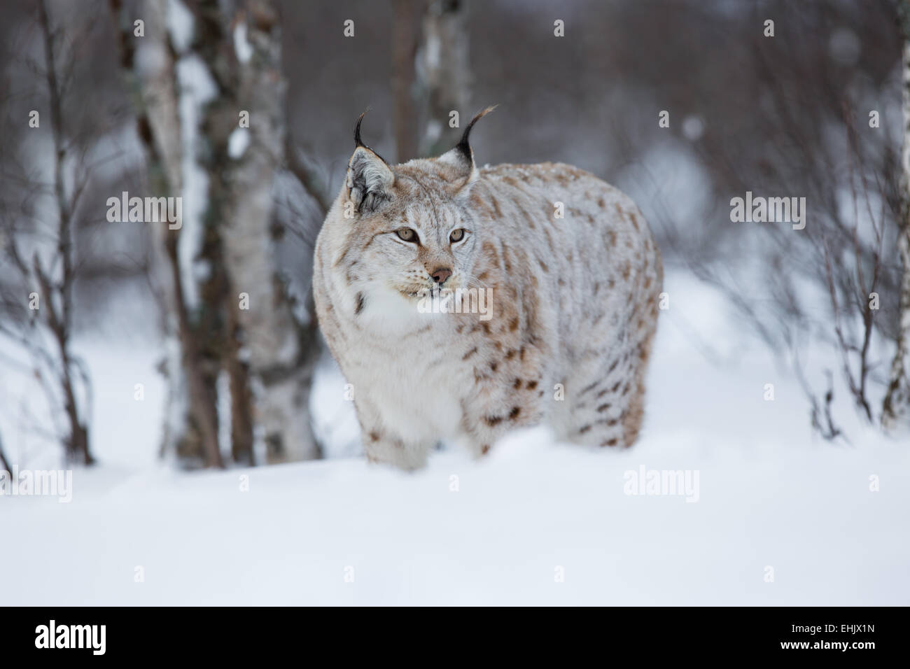 European lynx in the snow a cold winter, february, Norway Stock Photo ...