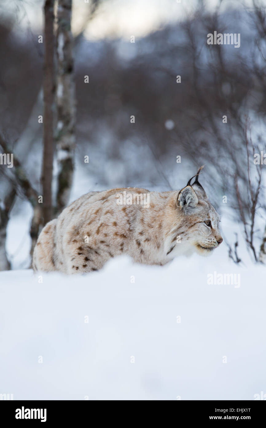 A european lynx in the snow. Cold winter, February, Norway Stock Photo ...