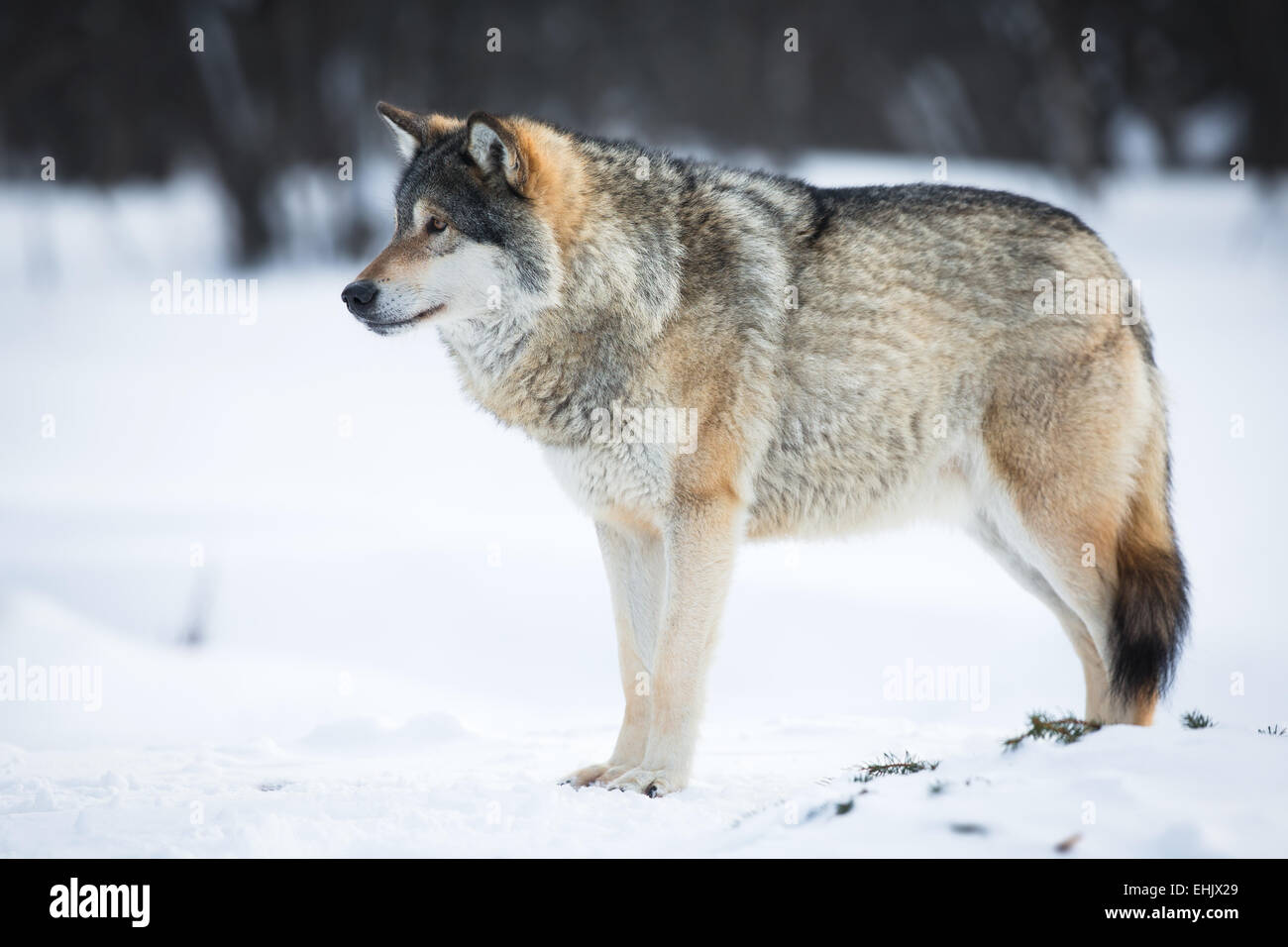 Wolf in a norwegian winter forest. Cold day, february Stock Photo - Alamy
