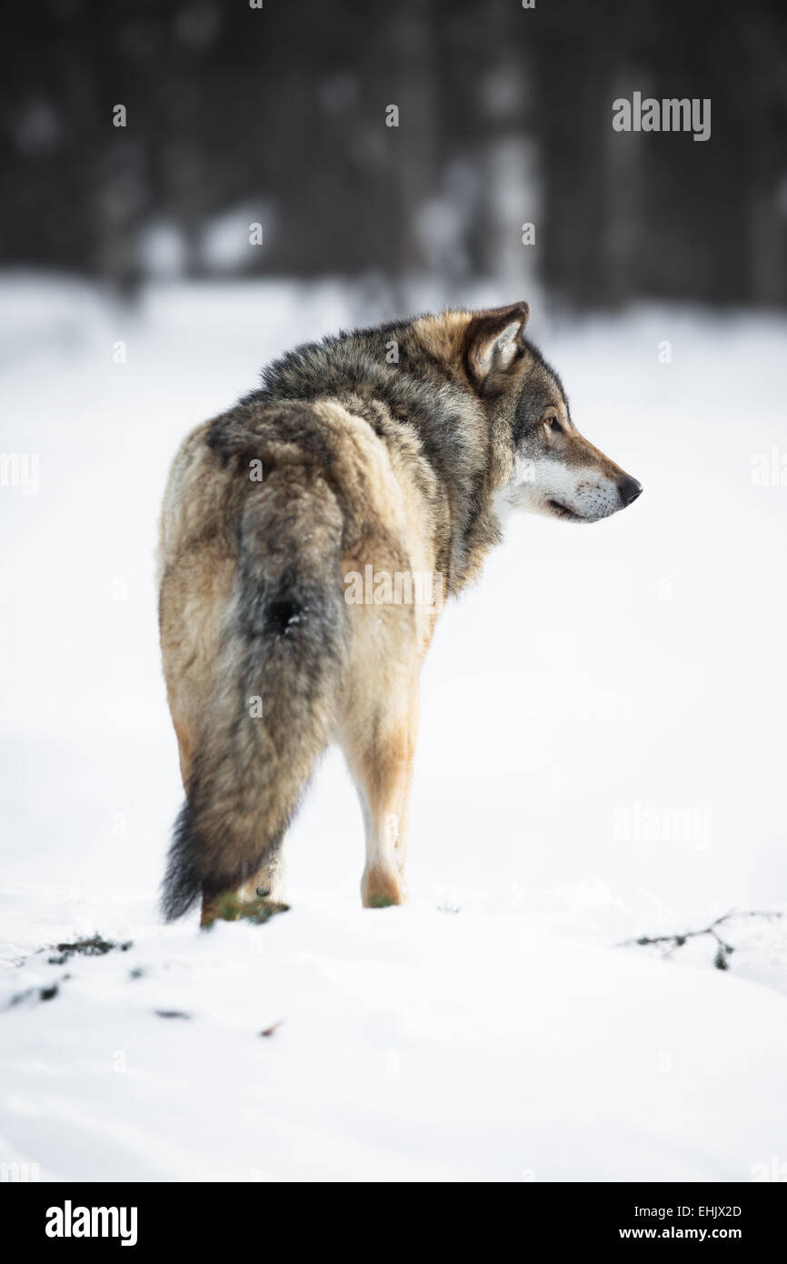 Cold wolf hi-res stock photography and images - Alamy