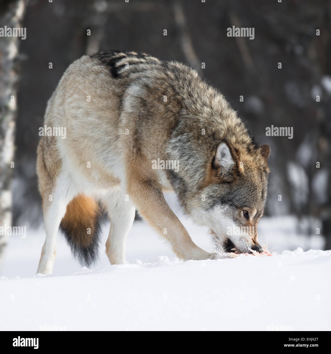 Wolf in a norwegian winter forest. Cold day, february Stock Photo - Alamy