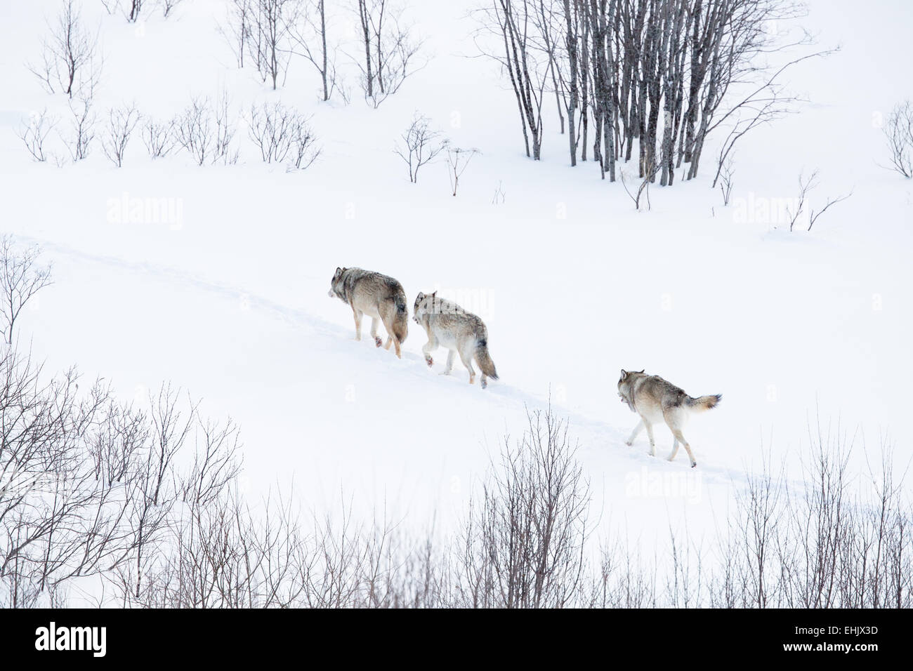 Wolf pack snow hi-res stock photography and images - Alamy