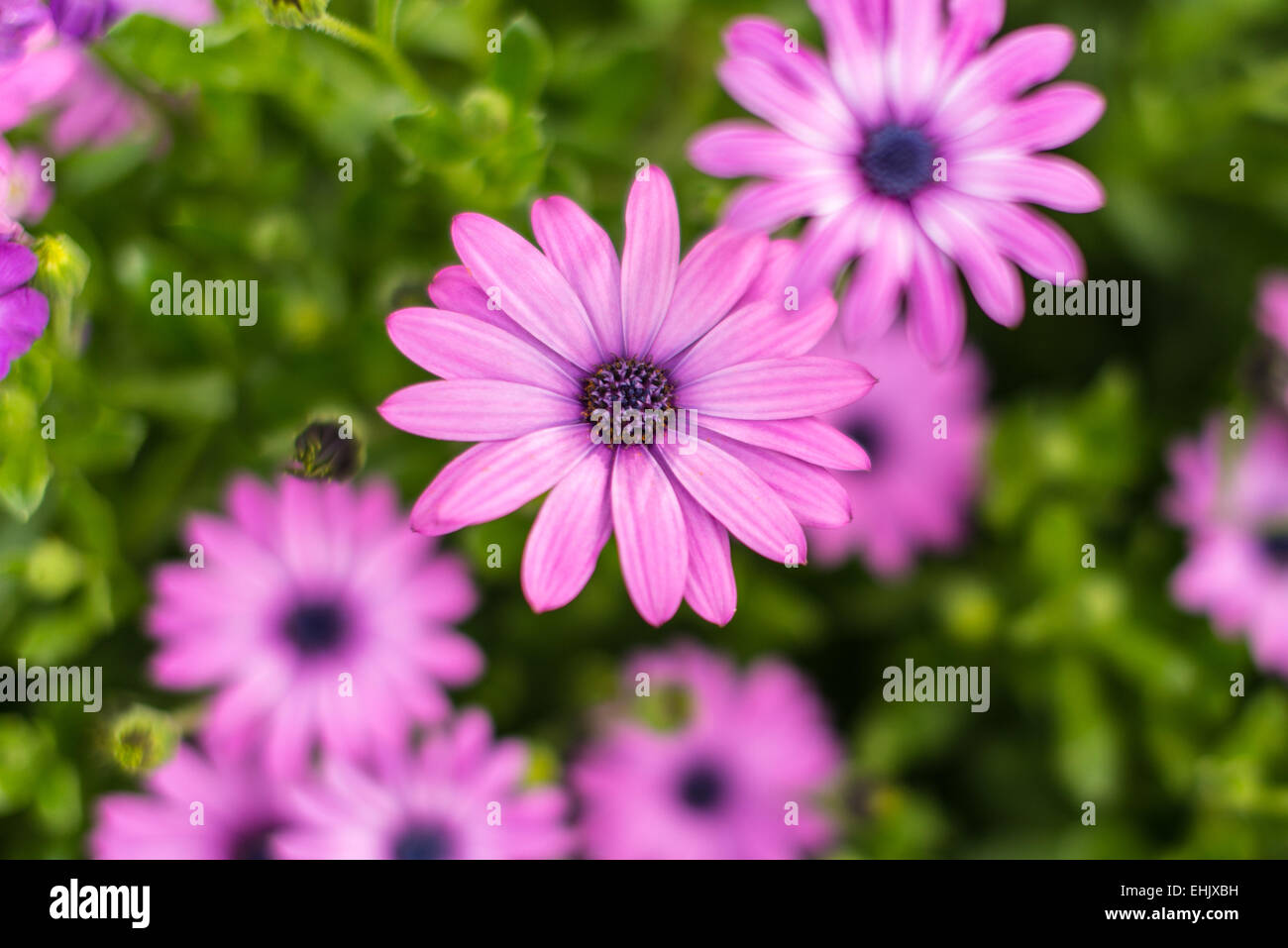 Roadside daisy hi-res stock photography and images - Alamy