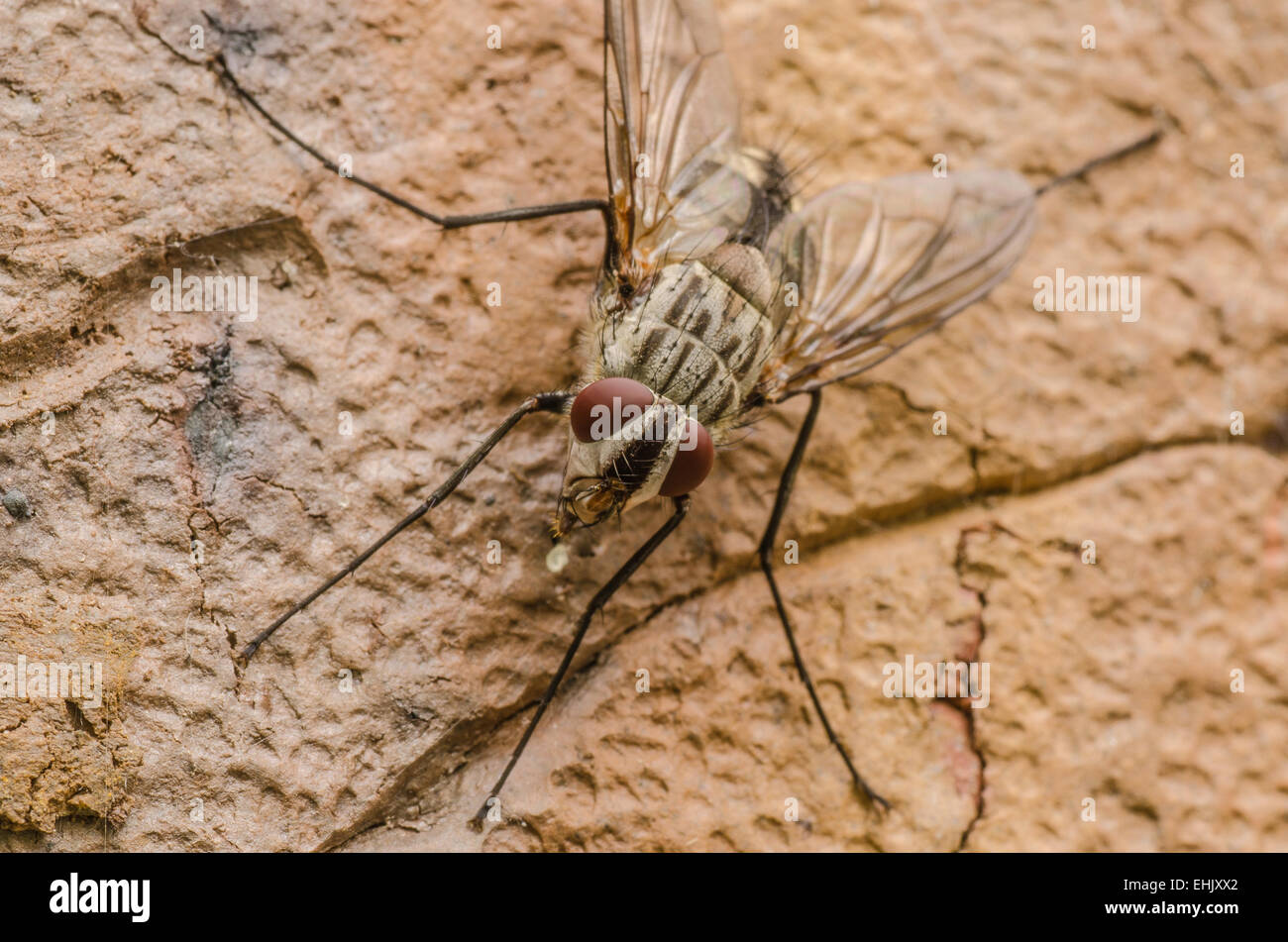 Fly on the wall hi-res stock photography and images - Alamy