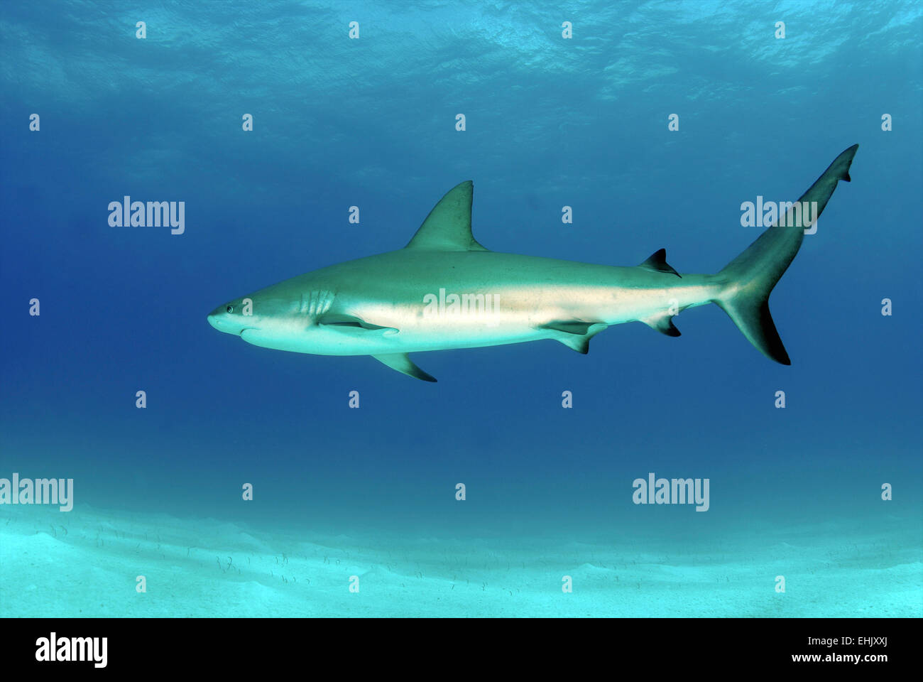 Nassau bahamas fish ocean fish hi-res stock photography and images - Alamy