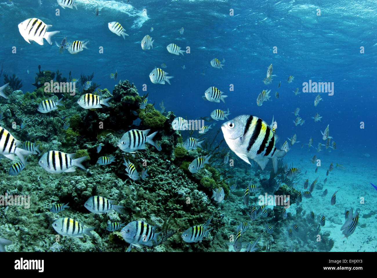 School of sergeant major fish, Nassau, The Bahamas Stock Photo - Alamy