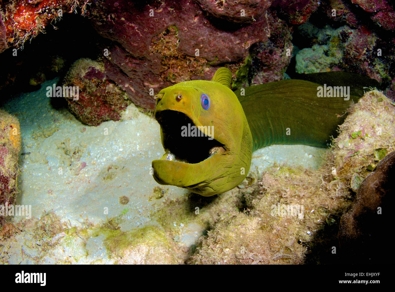 Toothless green moray eel, Nassau, The Bahamas Stock Photo - Alamy