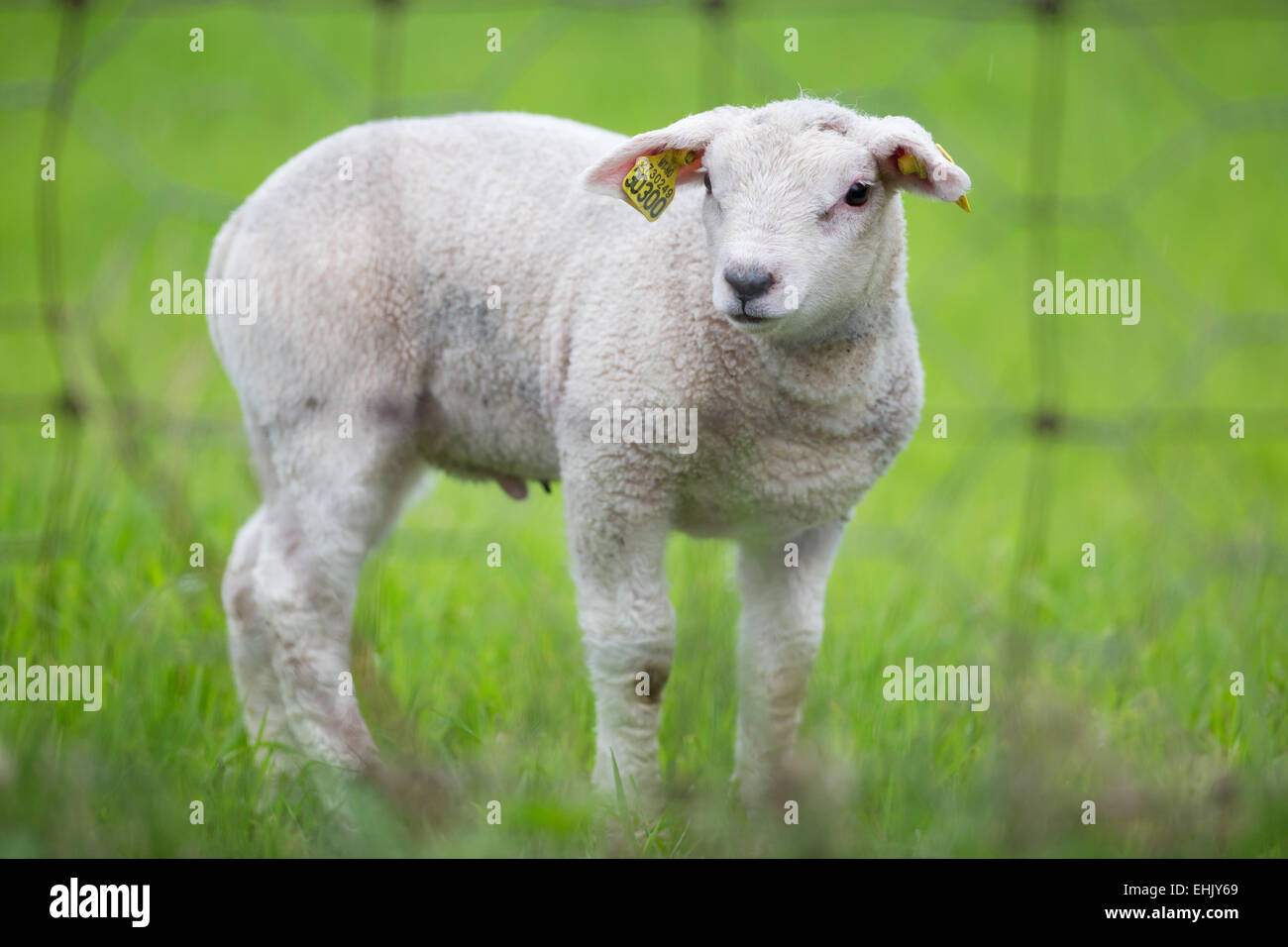 A lamb / sheep standing behind a fence Stock Photo - Alamy