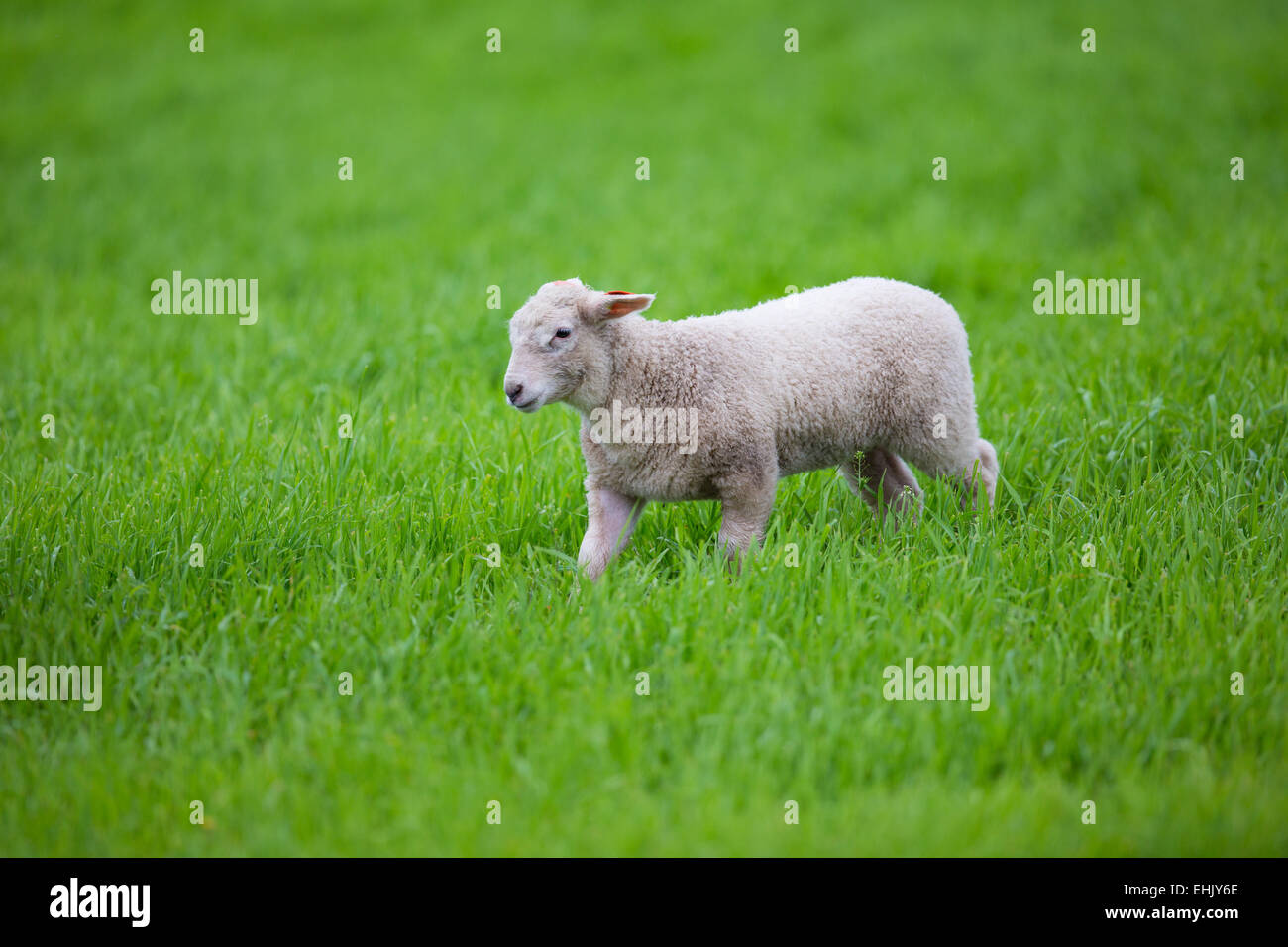 A cute lamb walking in a green field Stock Photo - Alamy