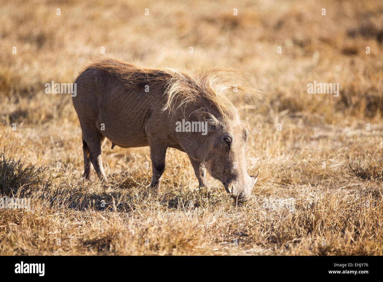 Wild hog eating in Ngorongoro, Tanzania Africa Stock Photo - Alamy