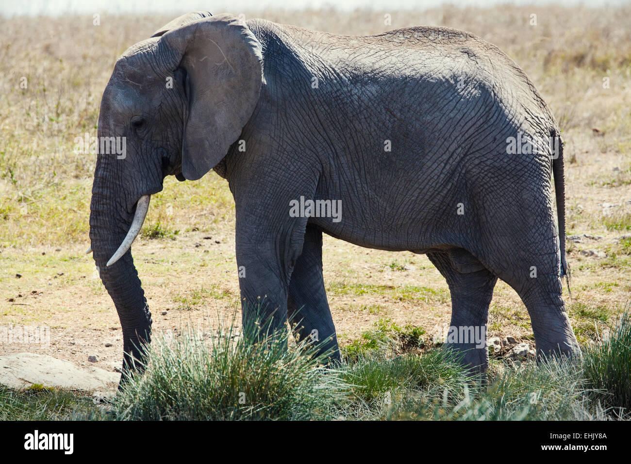 One elephant walking in Serengeti National park, Tanzania Stock Photo ...