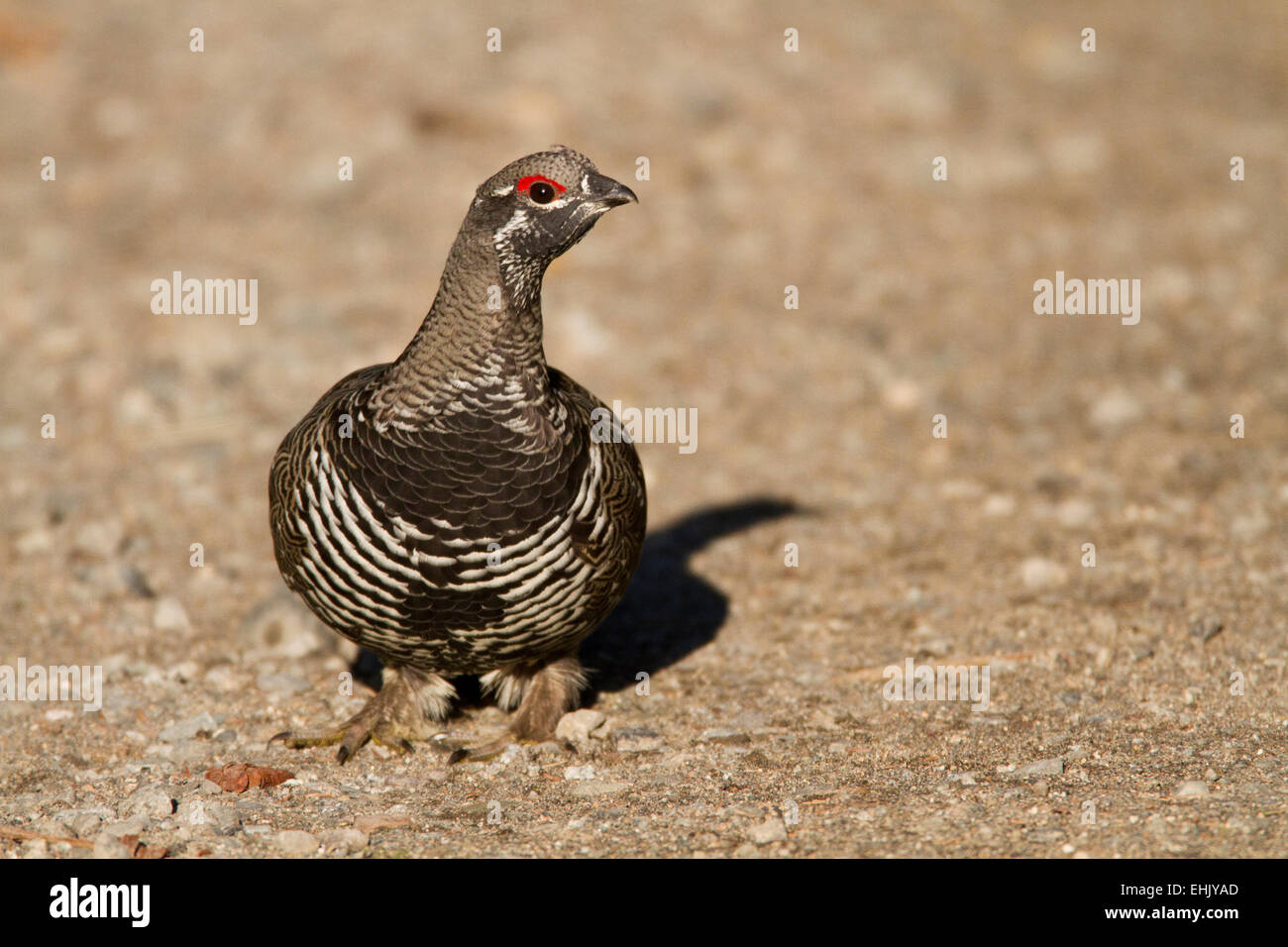 Spruce Grouse (falcipennis canadensis Stock Photo - Alamy