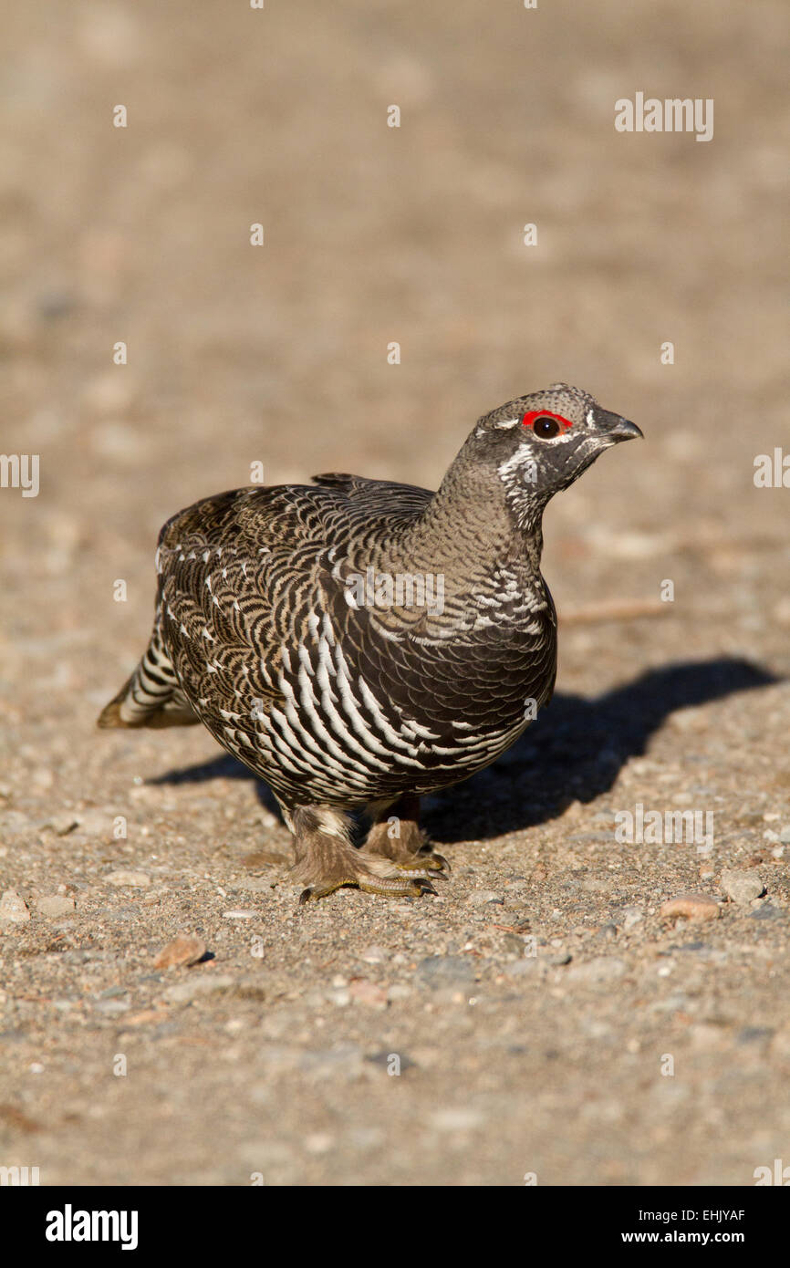 Spruce Grouse (falcipennis canadensis Stock Photo - Alamy
