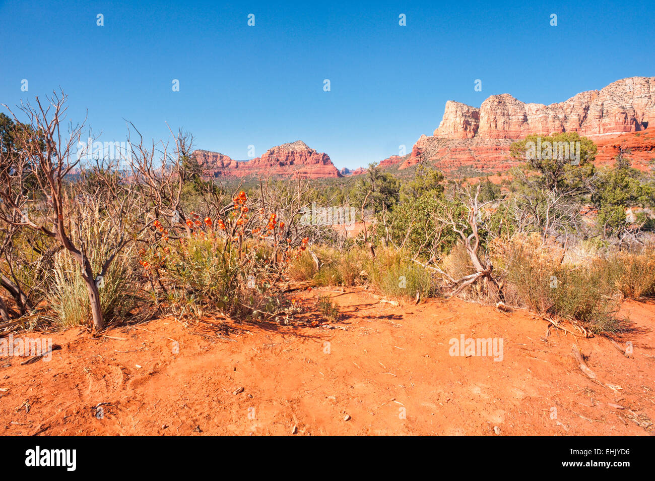 Sweeping view red rocks Courthouse Butte spring flowers in bloom and ...