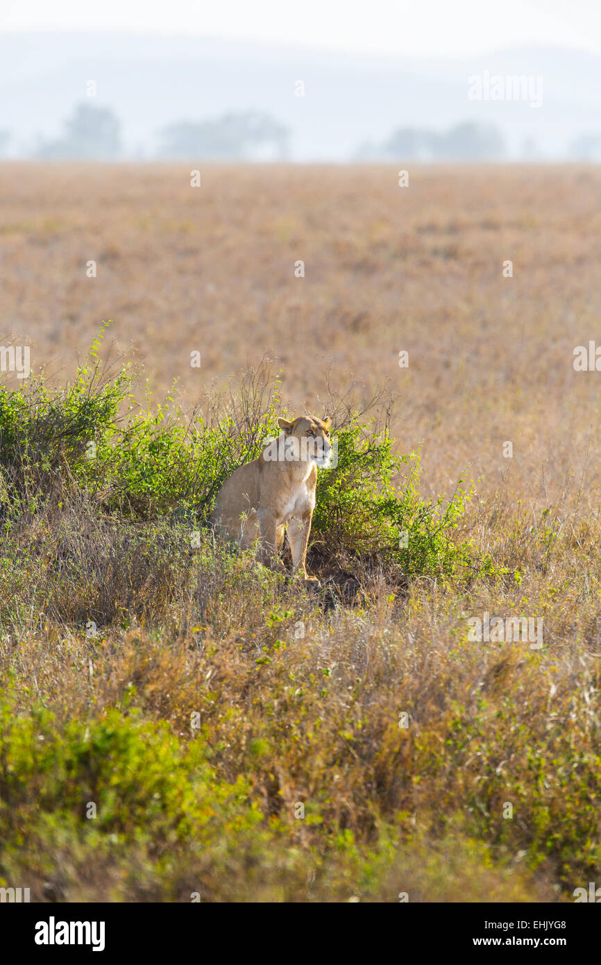 Lion sitting and looking in the endless plains of Serengeti. Photo from ...