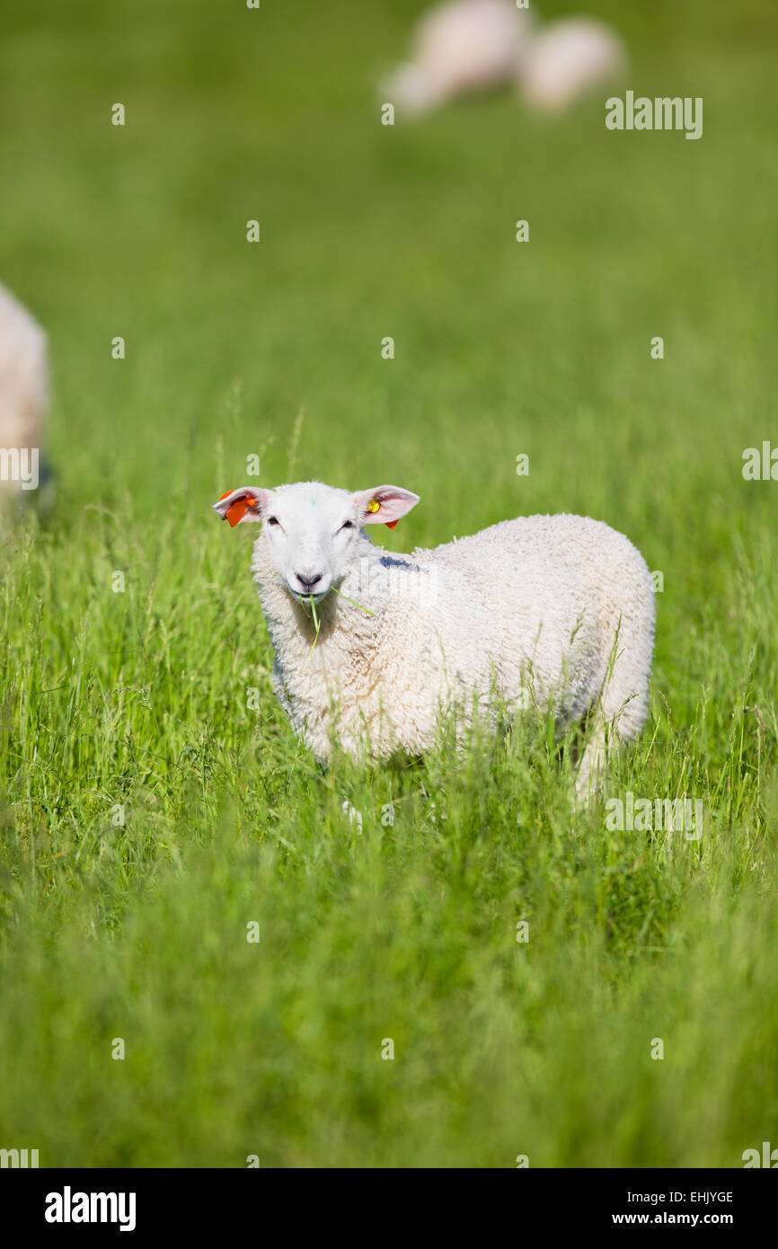 A cute lamb / young sheep standing in a green field Stock Photo - Alamy