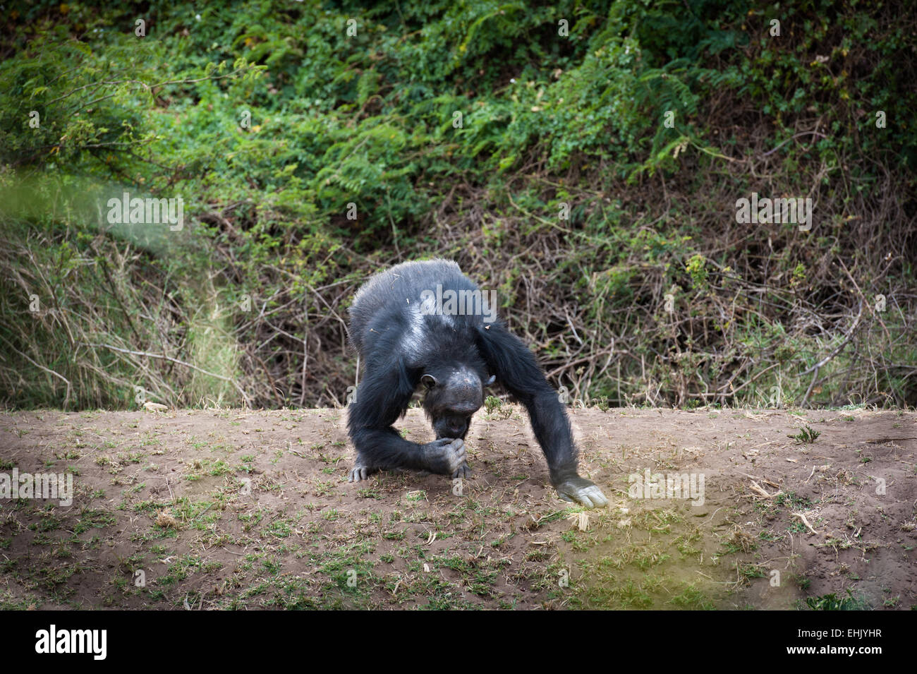 chimpanzees looking for food Stock Photo - Alamy